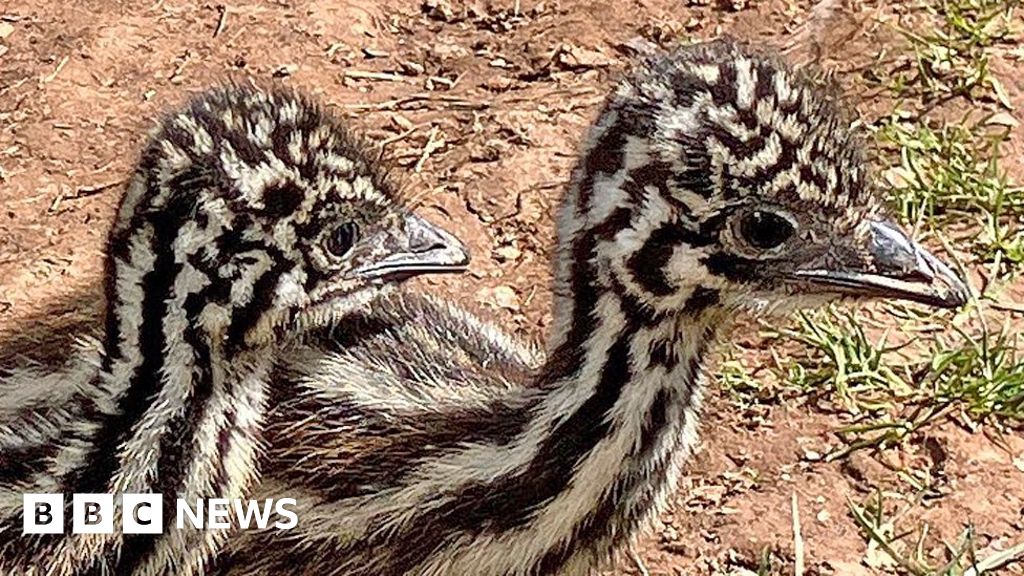 Emu chicks hatch at Scottish Borders bird sanctuary - BBC News