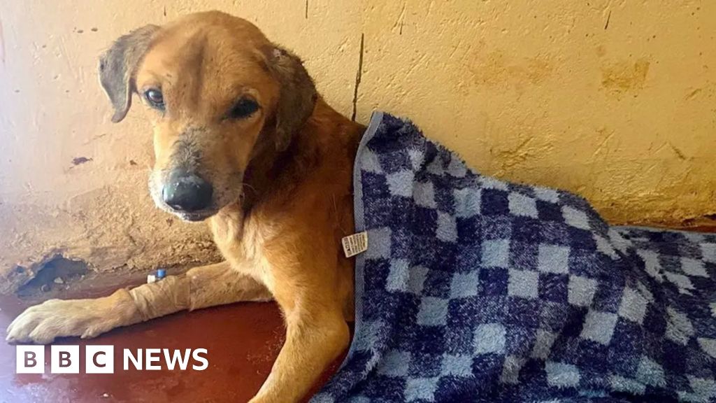 BBC tracks down injured dog used to trick online donors - BBC News