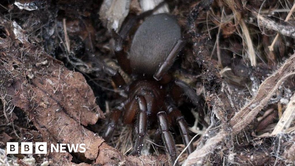 Survey finds 55 species of spiders at Suffolk's Orford Ness