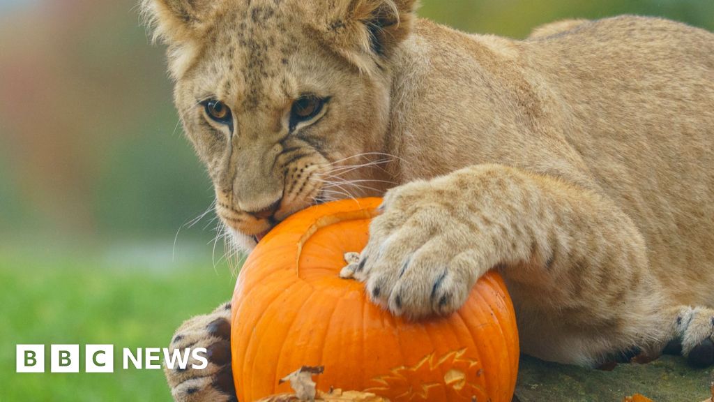 Lion cubs explore Whipsnade Zoo pumpkin patch - BBC News