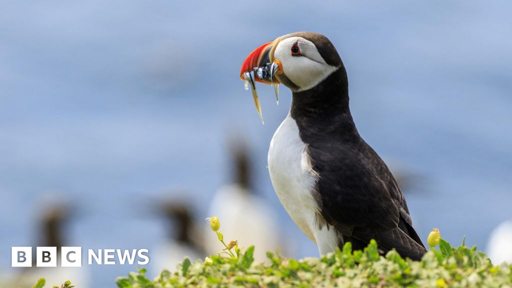 Sandeel fishing ban a lifeline to seabirds - RSPB - BBC News
