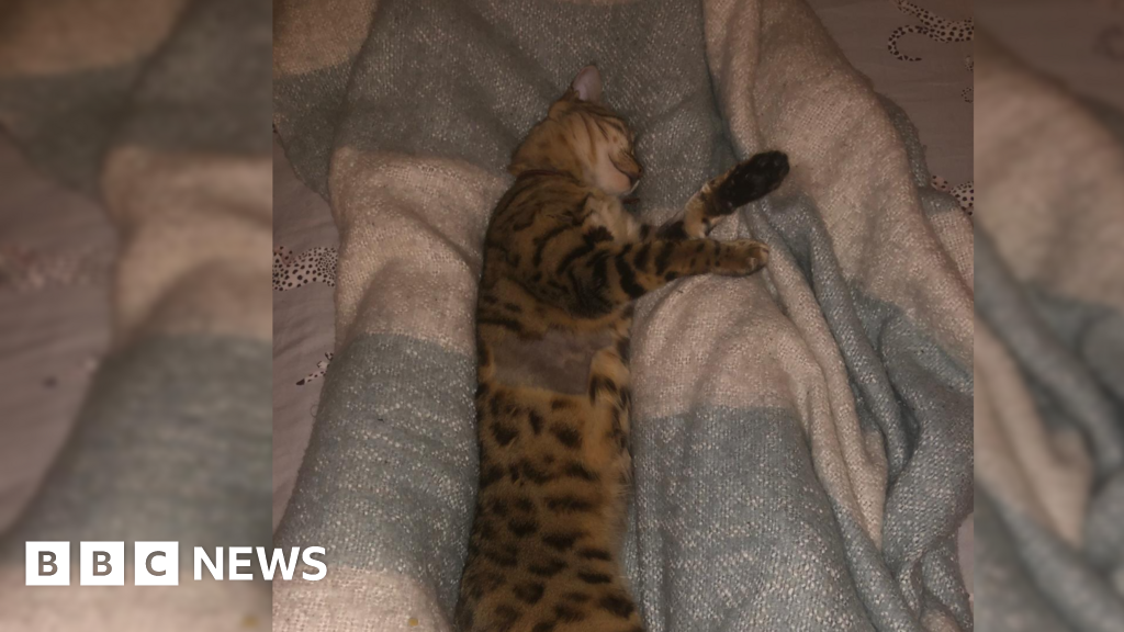 'Our cat was mauled by a fox - we nearly lost her'