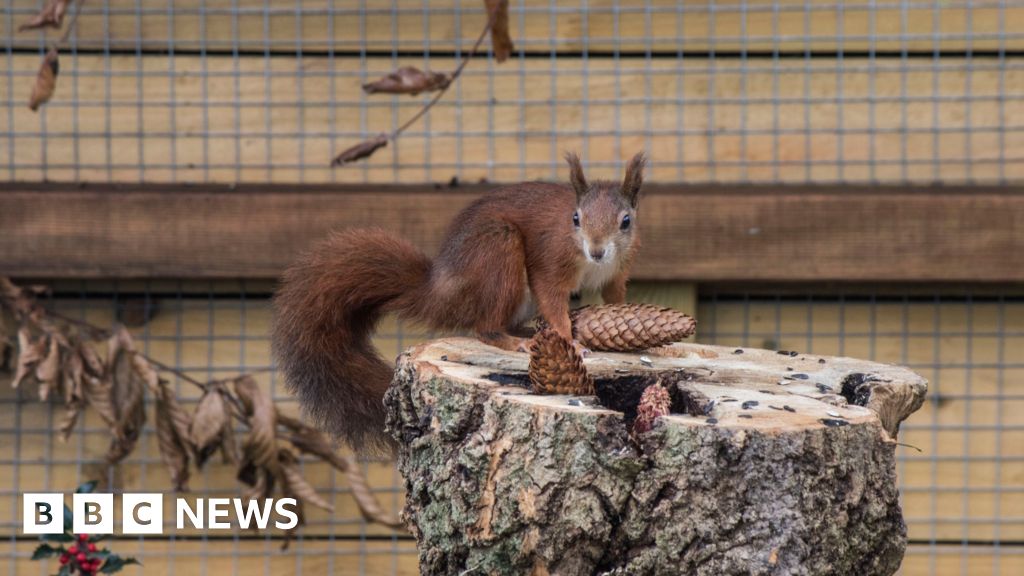 Herefordshire farm park welcomes three red squirrels - BBC News