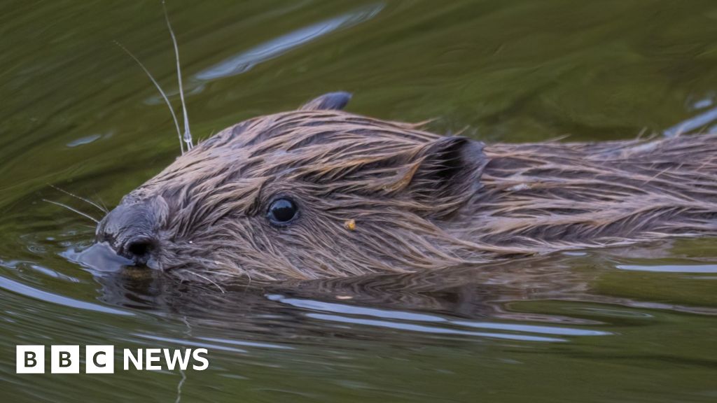 Rare sighting of wild beaver made in the Little Ouse in Suffolk