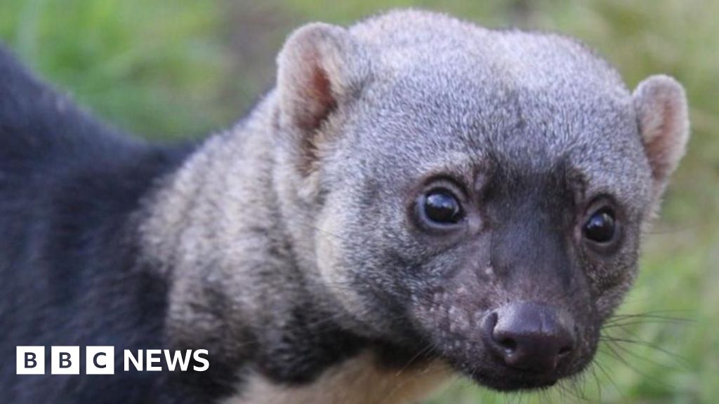 Kent: Exotic animal escapes from conservation centre