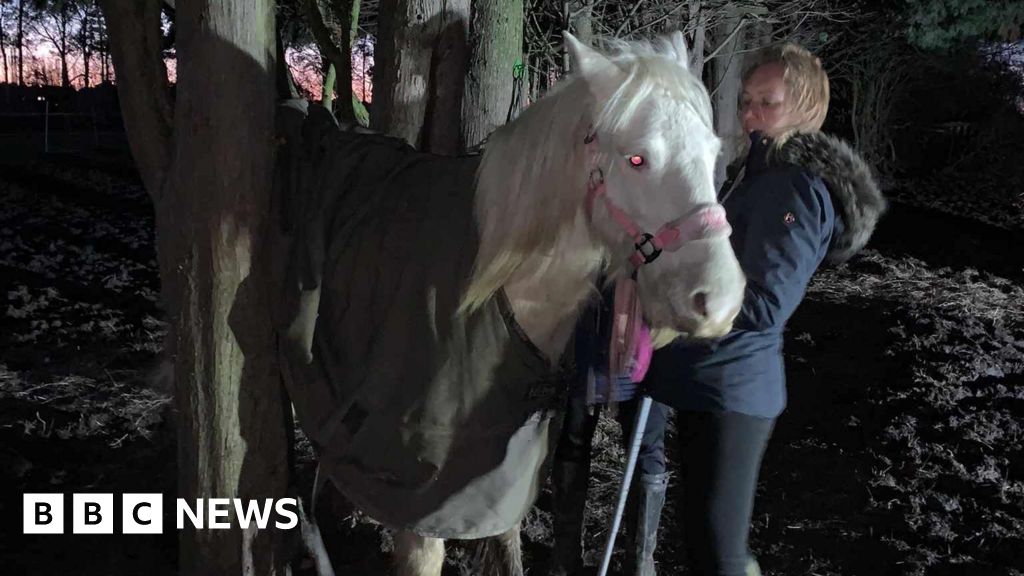 Clifton horse stuck between trees rescued by firefighters - BBC News