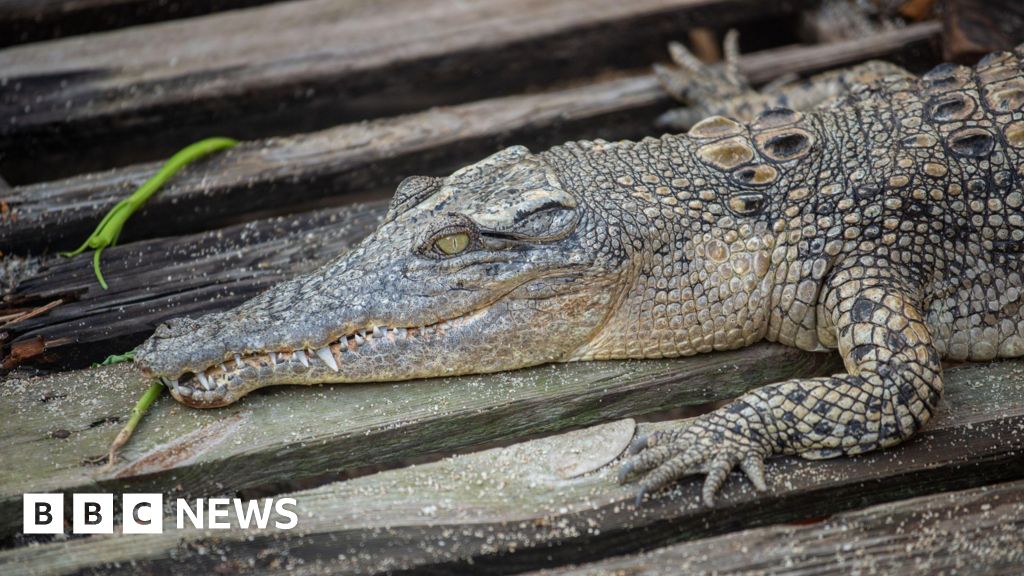 Escaped alligator among most bizarre calls to Welsh Ambulance Service