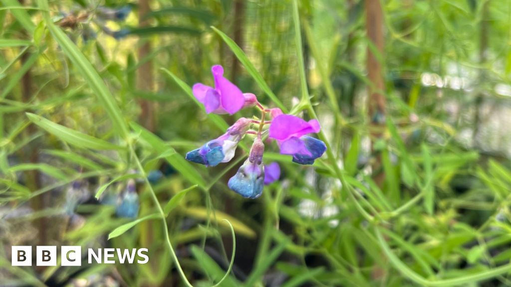 Shoots of hope for critically endangered Marsh Pea
