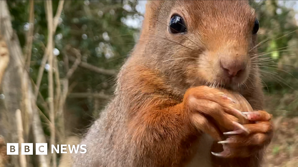 Red squirrels: Tree felling alarm at one of last north Wales sites ...