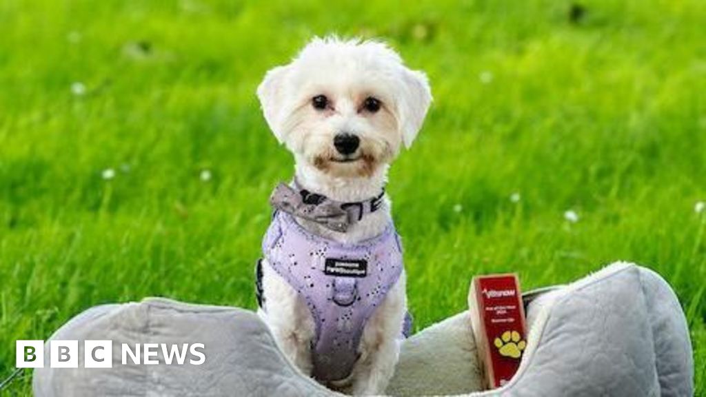 Dudley dog found as puppy with leg 'chewed off' wins award - BBC News