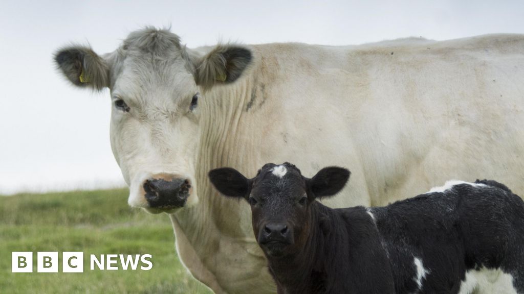 Bovine TB: Pregnant cows will no longer be slaughtered on farm - BBC News