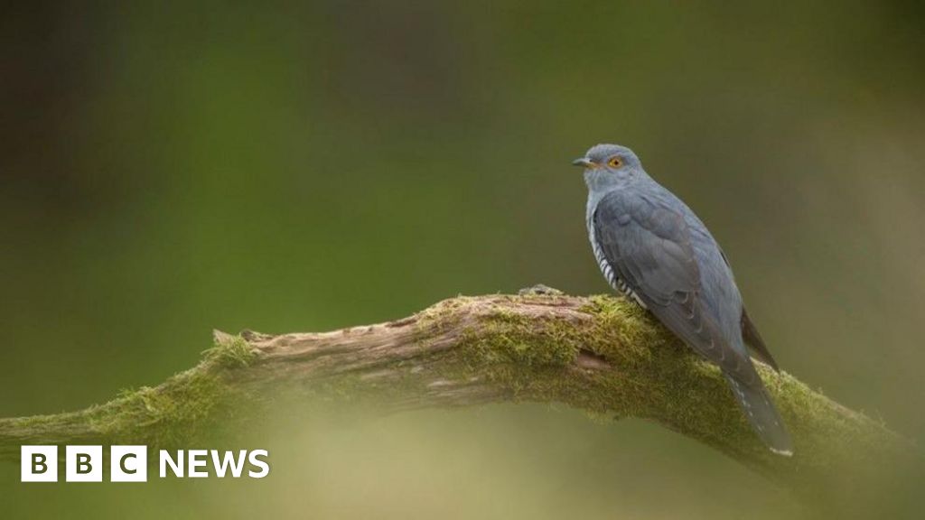 Thousands of migrating birds arrive on East Yorkshire coast - BBC News