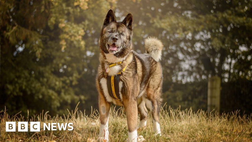 Kenilworth rescue dog helped by charity 'needs forever home'