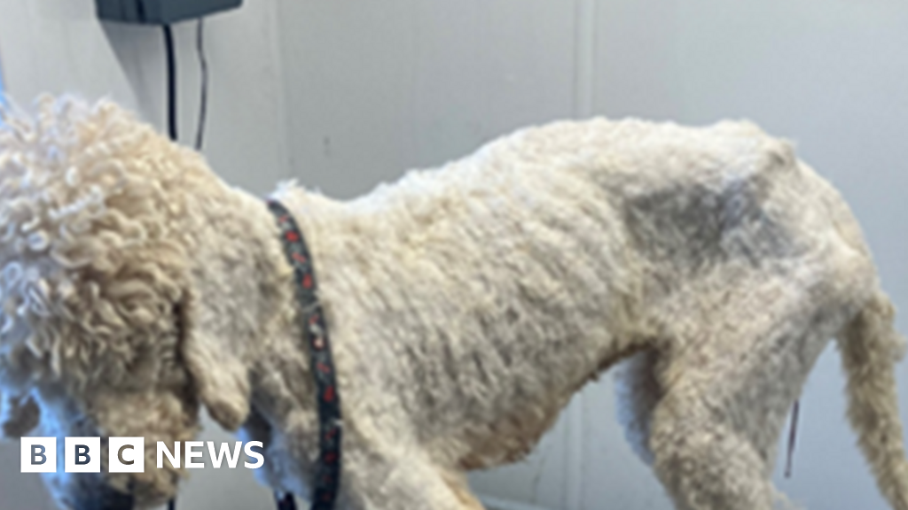 Breeders banned over 'blatant disregard' for dogs