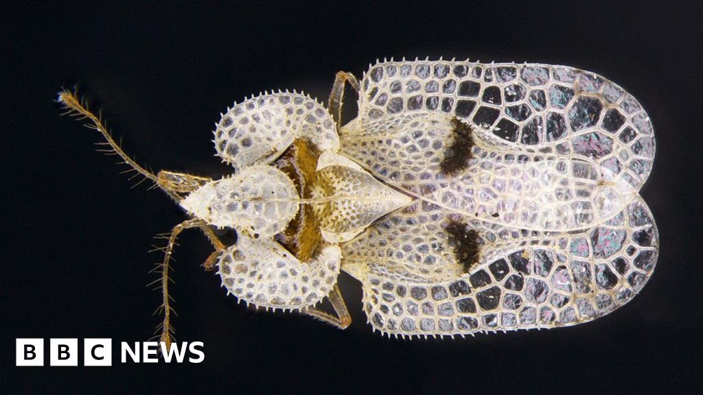 London: Hunt for invasive bug damaging plane trees - BBC News