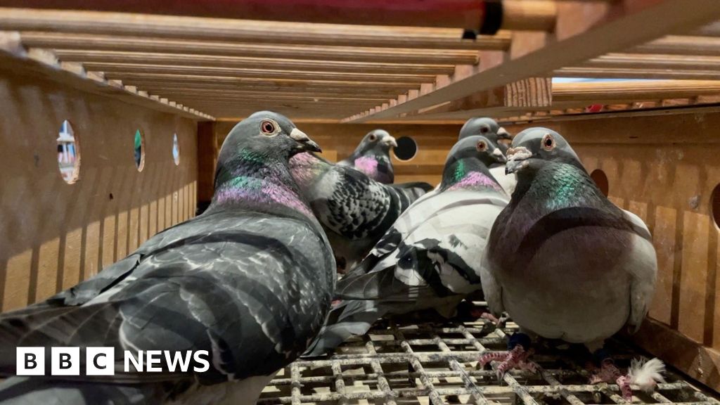 Somerset racing pigeons return after VE Day event in France
