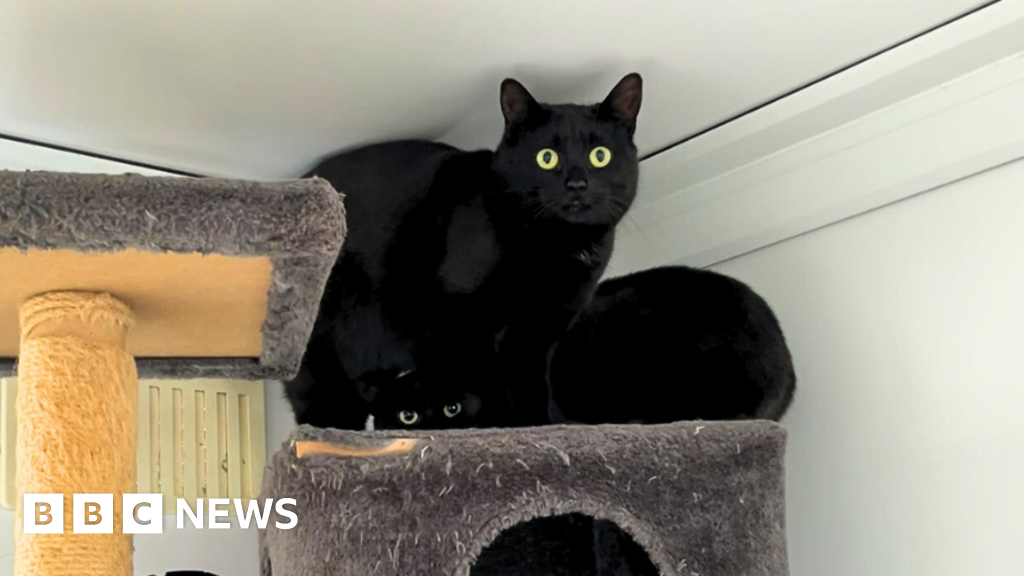 Whitby rescue will neuter feral cat and name it after your ex