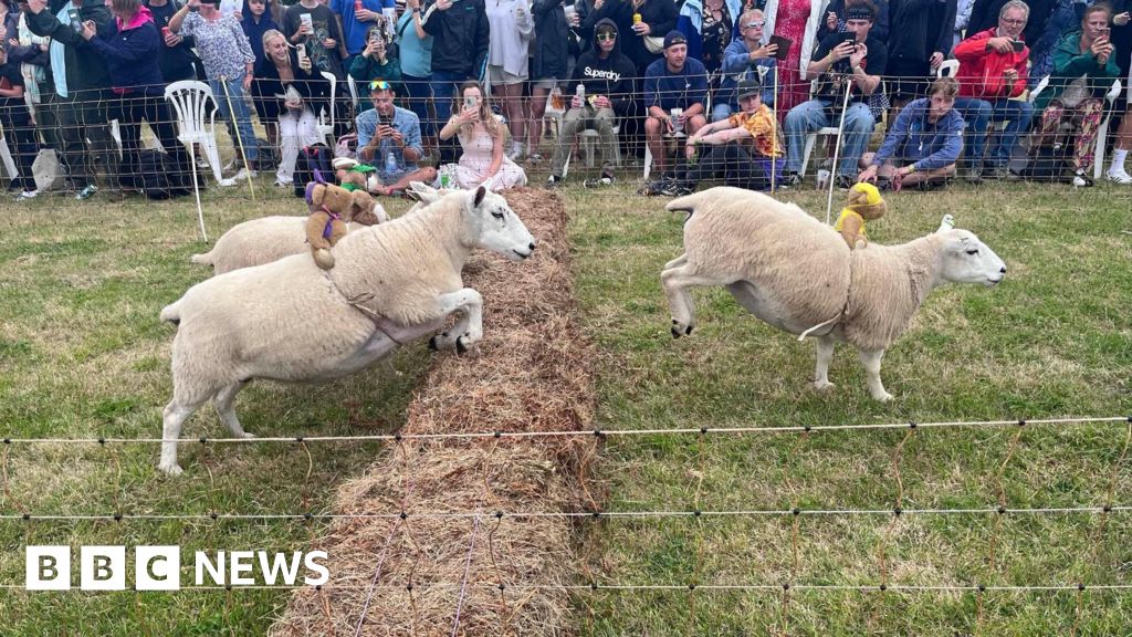 Visitors flock to annual Sark Sheep Racing Festival - BBC News