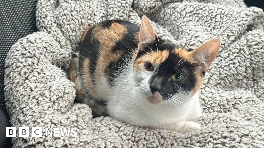 More than 100 people join County Durham missing cat search