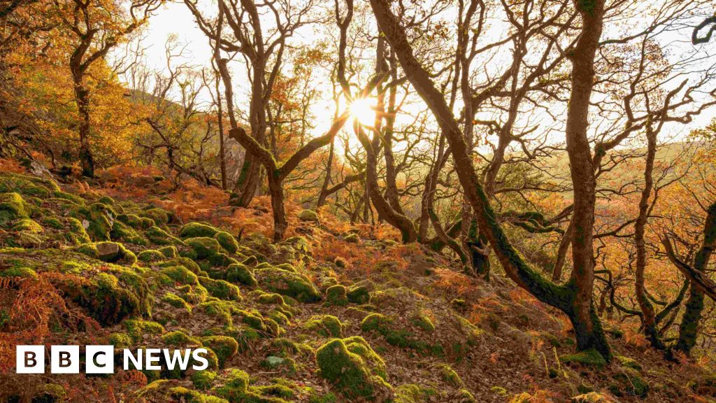 Cornwall Wildlife Trust launches temperate rainforest restoration near ...