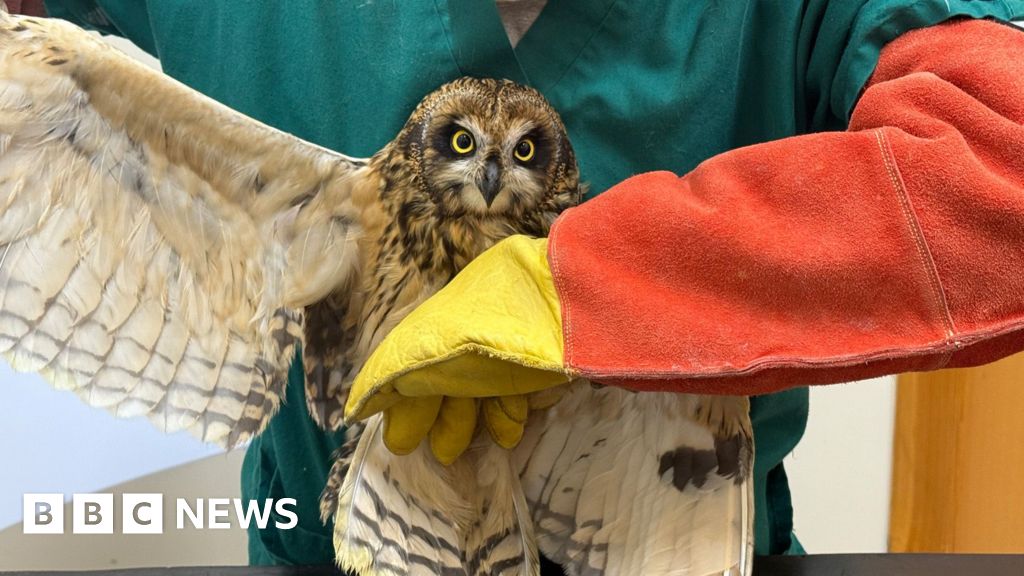 How an exhausted owl was saved by an oil rig worker - BBC News