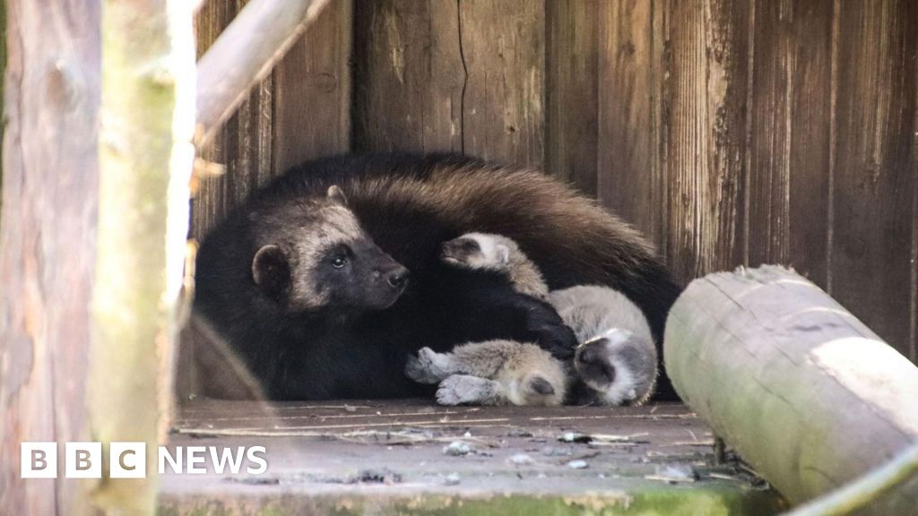 Wolverines born at Dudley Zoo in first for venue