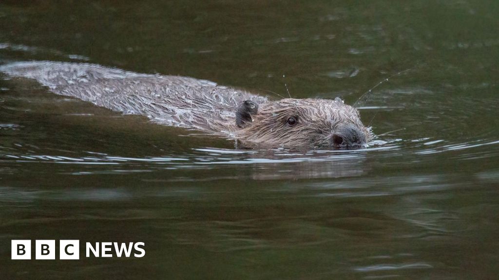 Plans under way for wild beaver release in Cornwall says trust