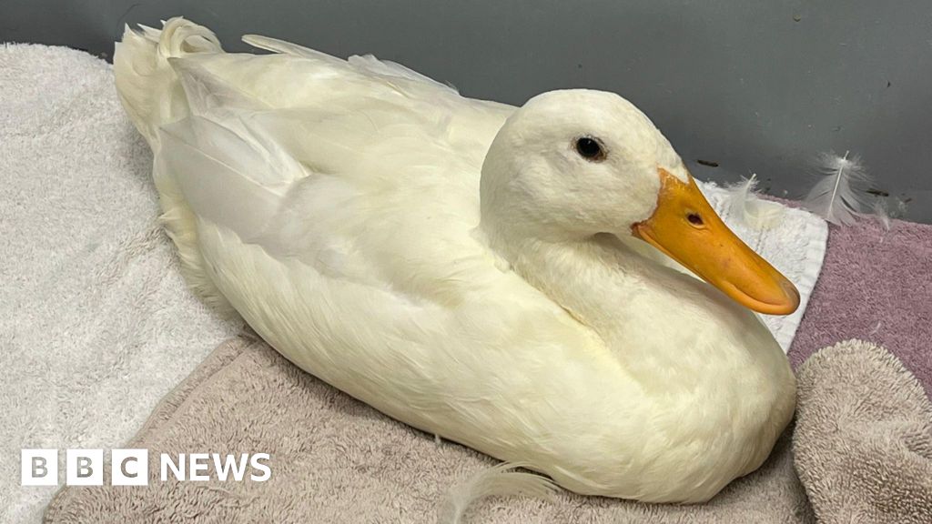 Blind duck searches for 'special forever home' in Jersey