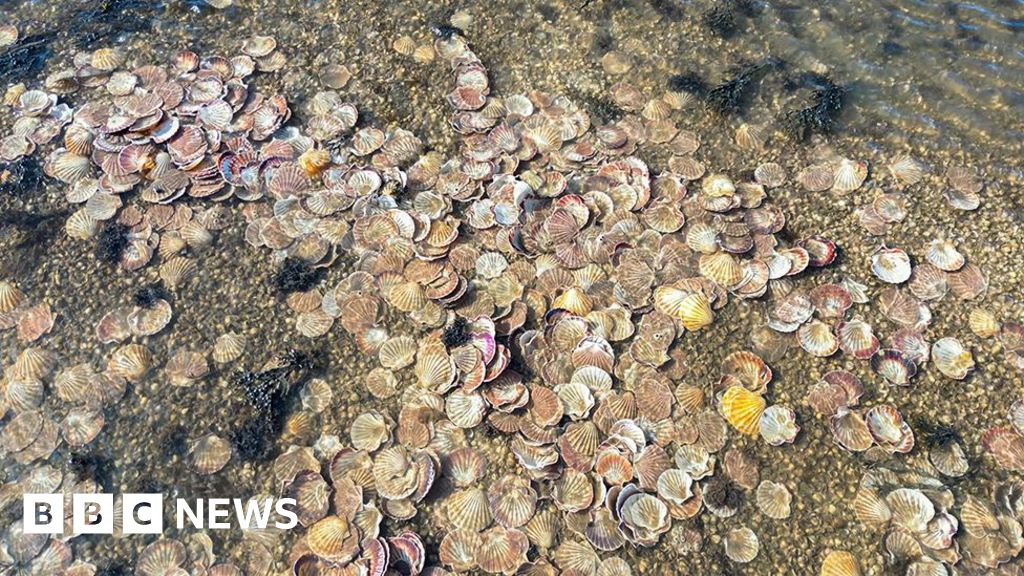 About 250,000 native oysters released into Humber Estuary - BBC News