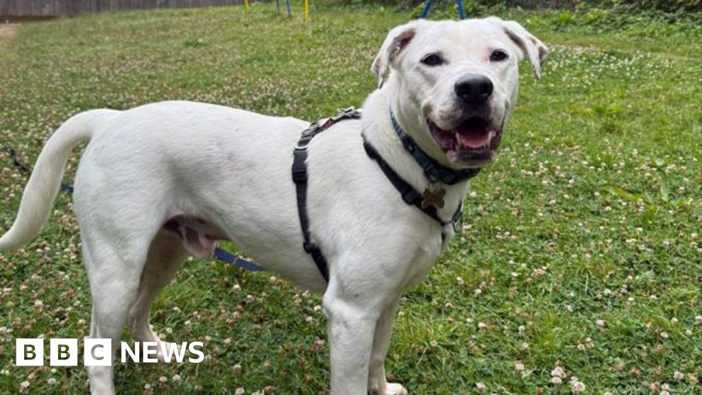 Crisis over big dogs in care in South West sparks RSPCA appeal