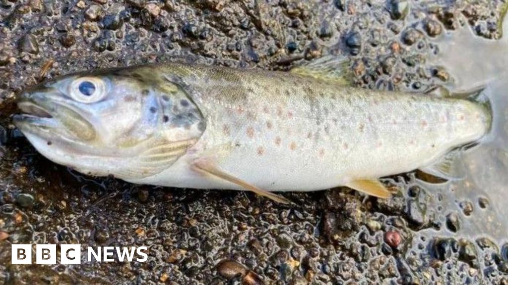 Frequent fish kills threatening to collapse 'delicate' ecosystem - BBC News