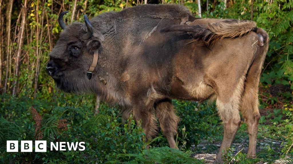 Kent rewilding project to expand after £100k funding award - BBC News