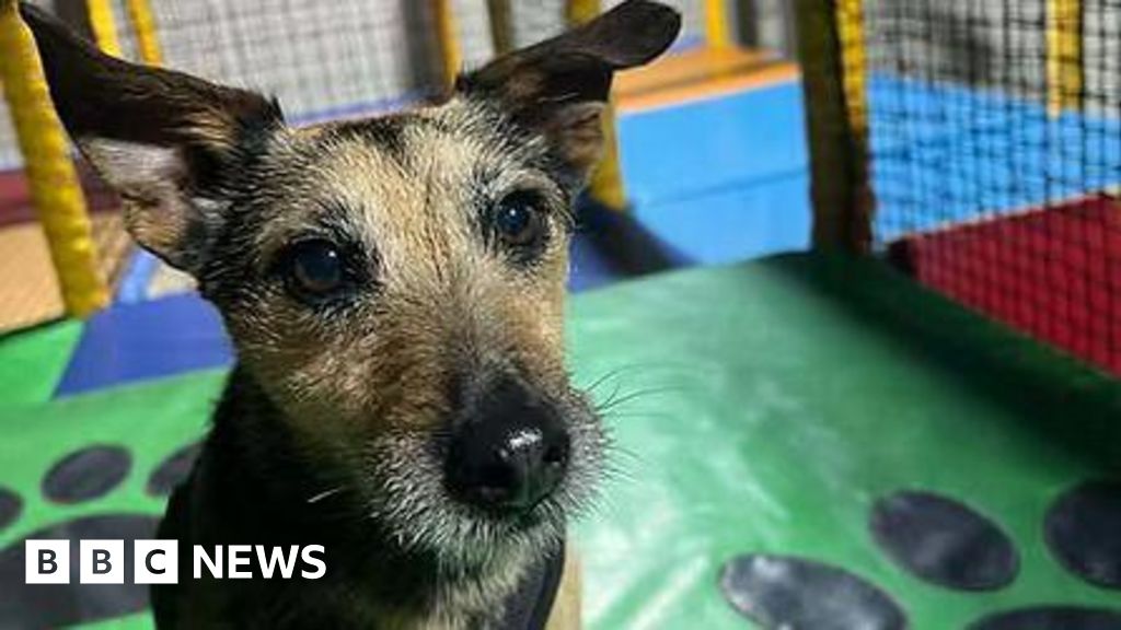Headlines: 'Dog soft play centre opens' and 'longest NHS strike continues'