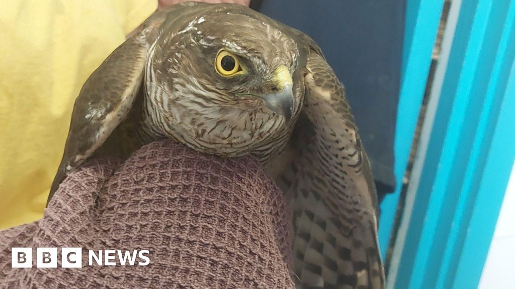 Chesterfield: Appeal after sparrowhawk 'shot with air rifle' dies