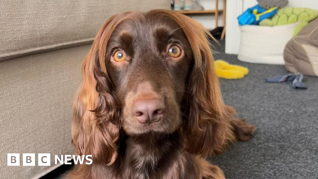 Hove: Investigation after dogs feared poisoned on beach - BBC News