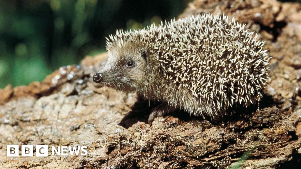 Bid to raise £1m to save declining wildlife in Surrey