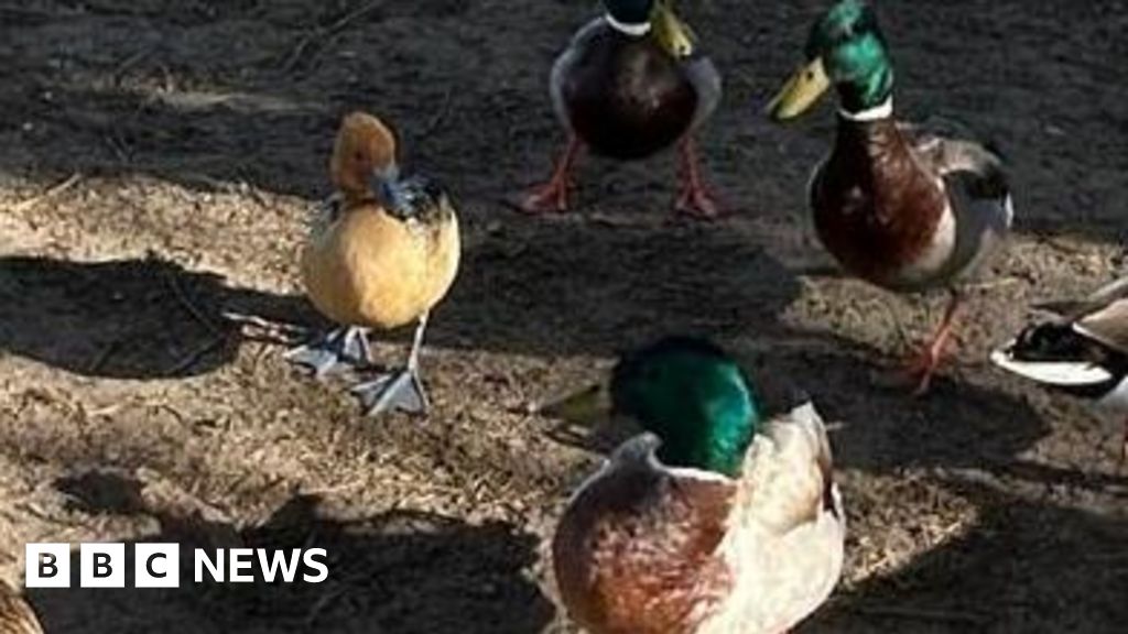 Non-native 'tree duck' spotted on Cornwall beach - BBC News