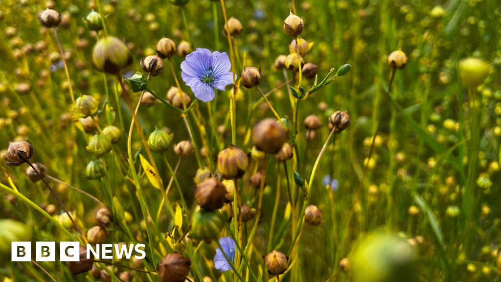 Campaign sows seeds for new flax crop in Totnes