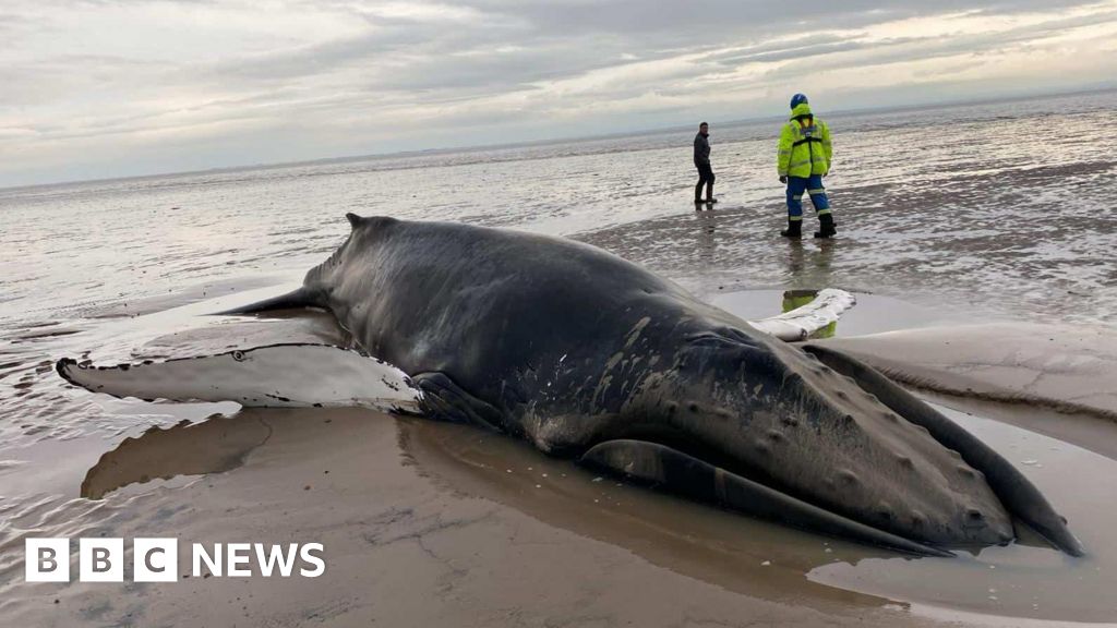 Hopes High For Stranded Southerness Humpback Whale After It Is