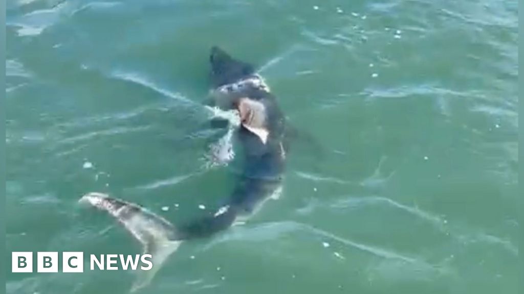 Real Shark Sightings Great White Enigma: In Search Of The