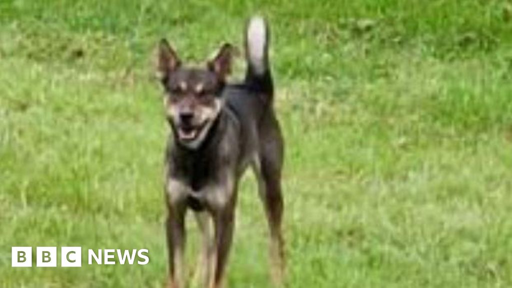 Dog attacks at Herefordshire farms kill 28 sheep