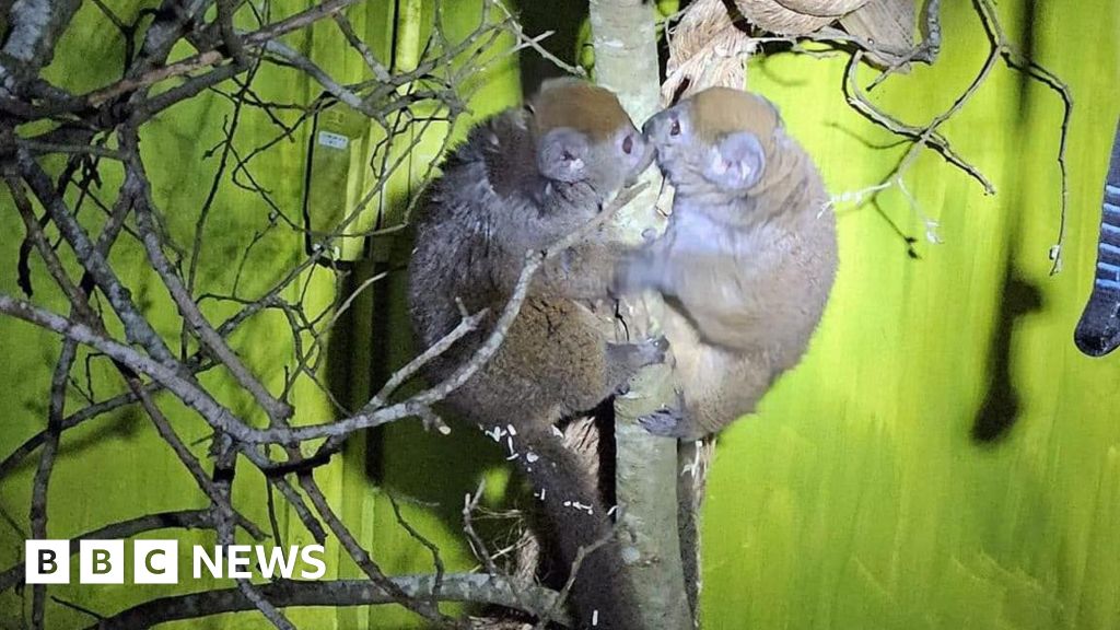Two critically endangered lemurs join Isle of Man wildlife park