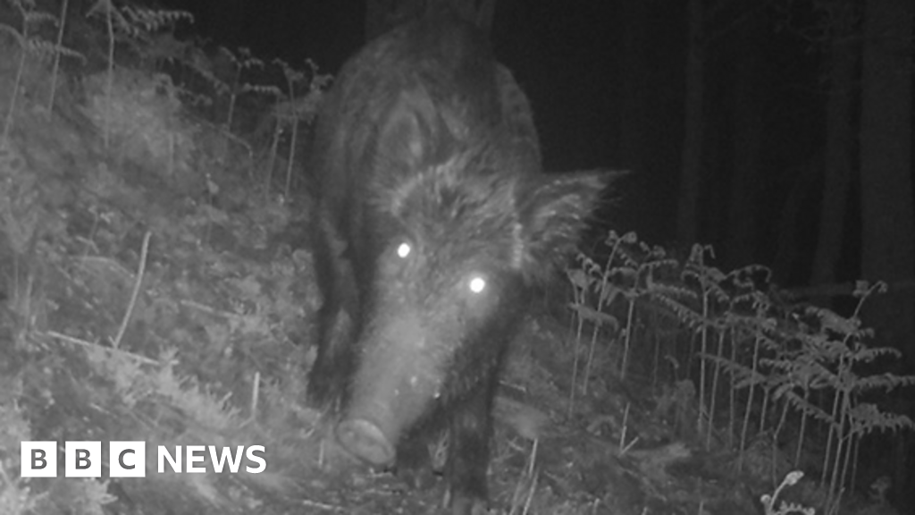 Scotland's wild boar numbers to rise 60% in 50 years - experts
