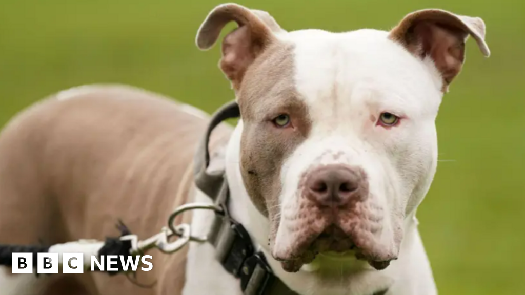 XL bully attack in Northampton injures man and fatally wounds dog