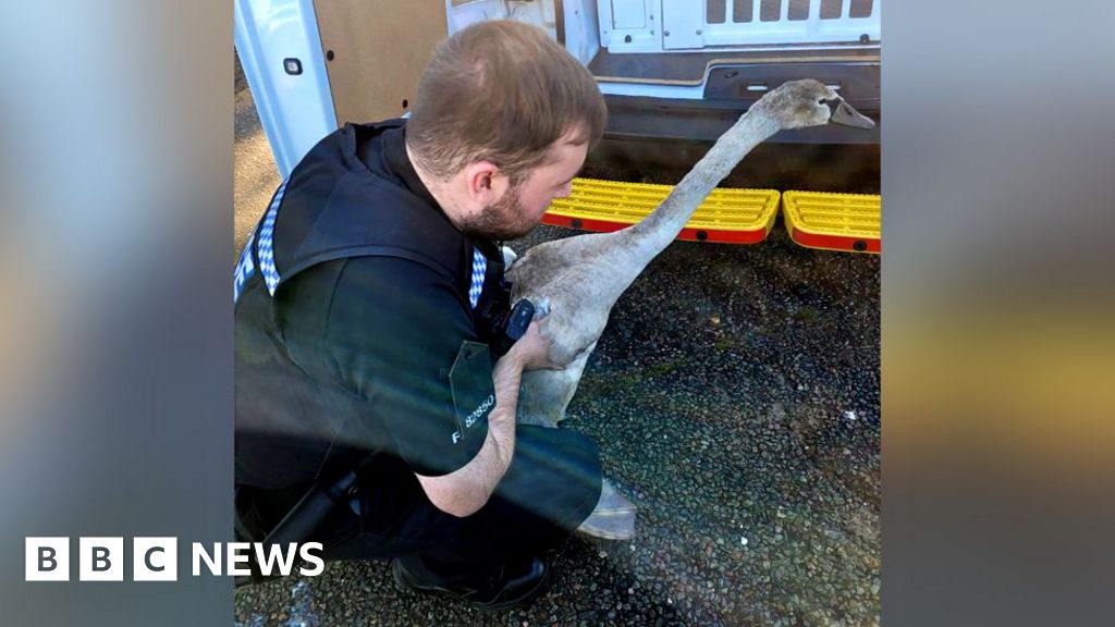 Swan rescued from busy main road by Colchester police - BBC News