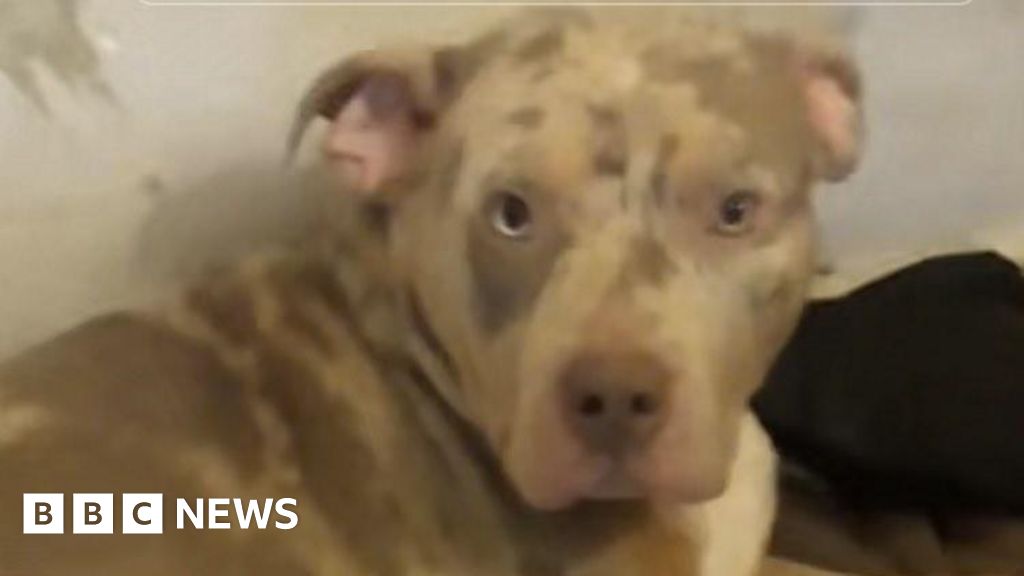 Caerphilly: Bully XL dog found stabbed to death in owner's home - BBC News