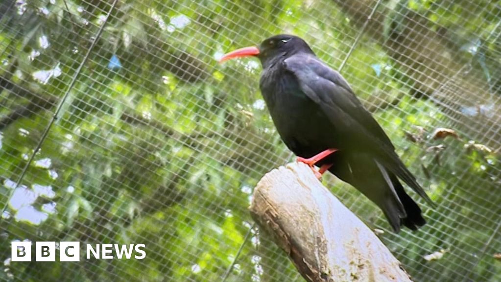 Broadstairs, Margate and Ramsgate sightings of wild choughs