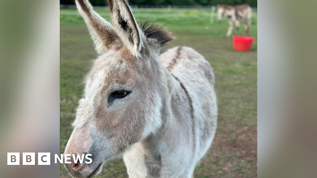 Chepstow rescue donkey dies in suspected dog attack - BBC News