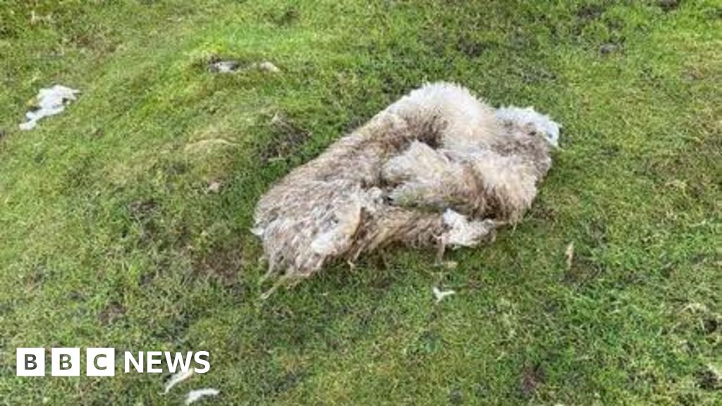 'Barbaric' skinning of lambs in Derbyshire investigated by police