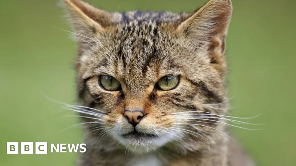 Devon Wildlife Trust explores reintroduction of wildcats - BBC News